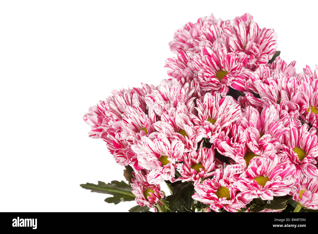 Beautiful summer chrysanthemum flowers Cut Out Stock Images & Pictures ...