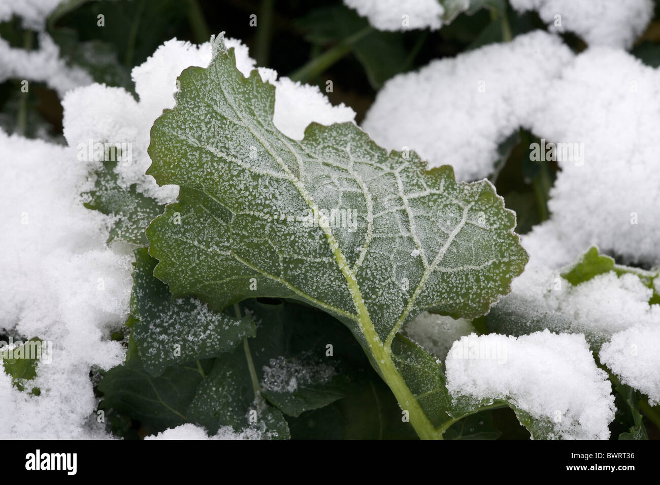 Crops in winter covered in snow Stock Photo - Alamy