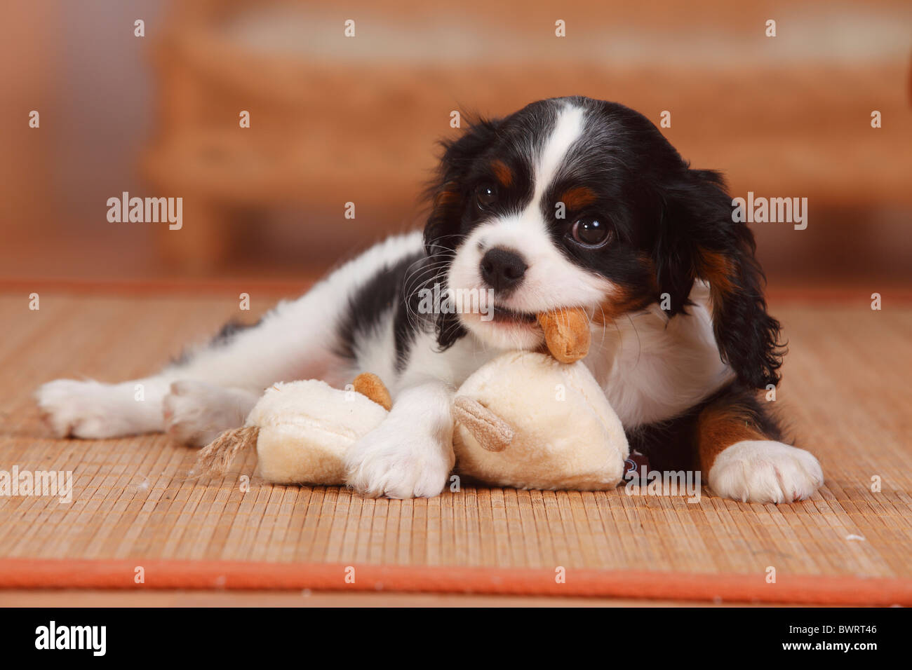 Cavalier King Charles Spaniel, puppy, tricolour, 9 weeks / cuddle toy ...