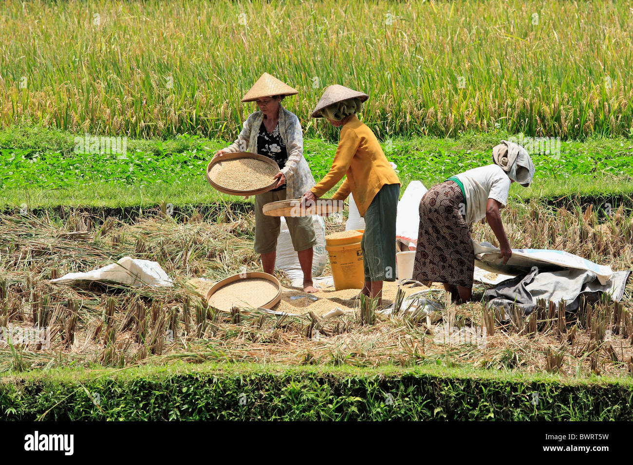 Three women working in the fields during rice harvest, Tegallelang ...