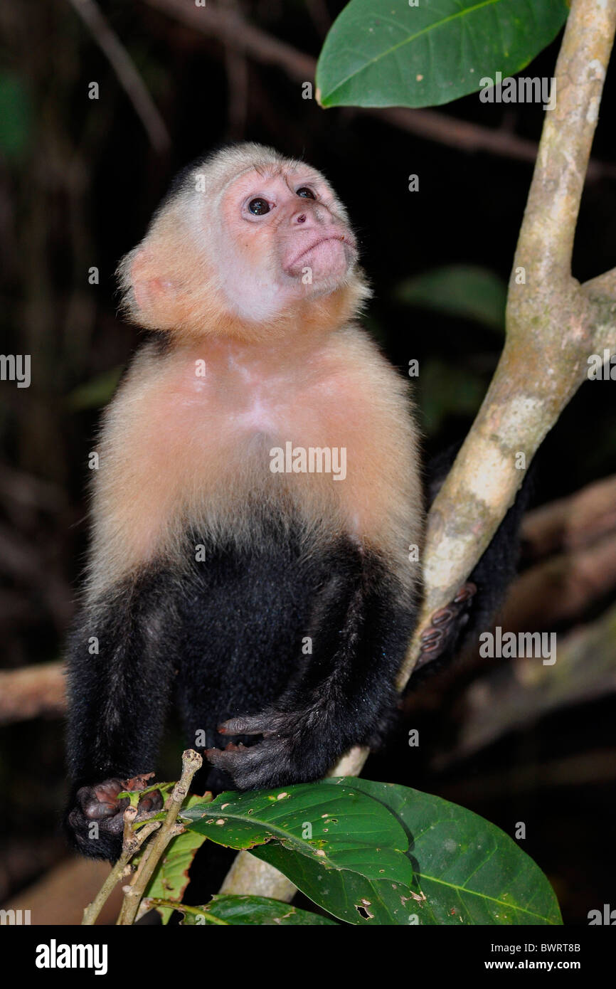 White-faced capuchin, Cebus capucinus Stock Photo - Alamy