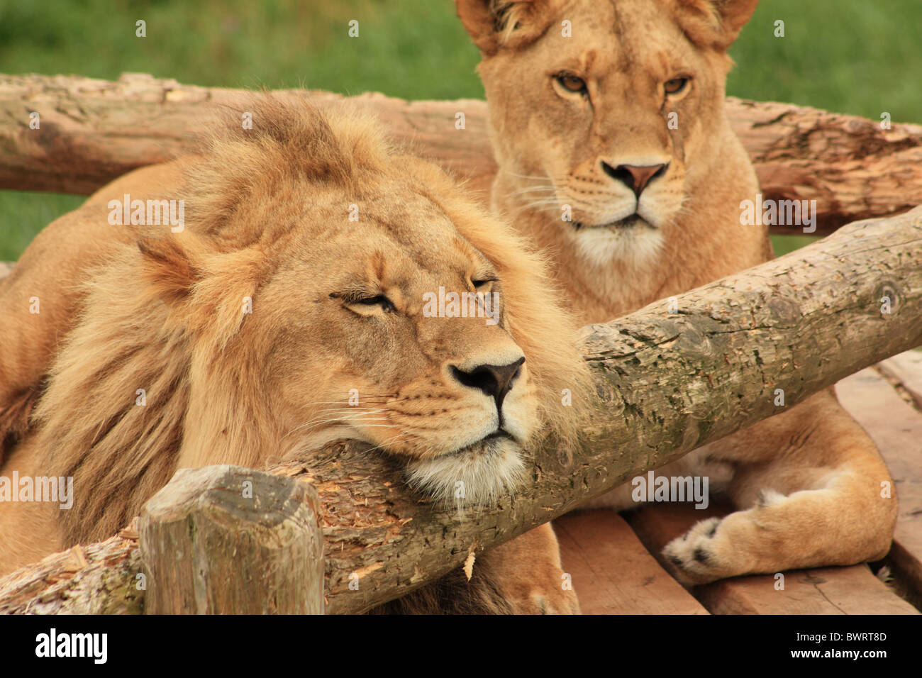 Majestic lions hi-res stock photography and images - Alamy