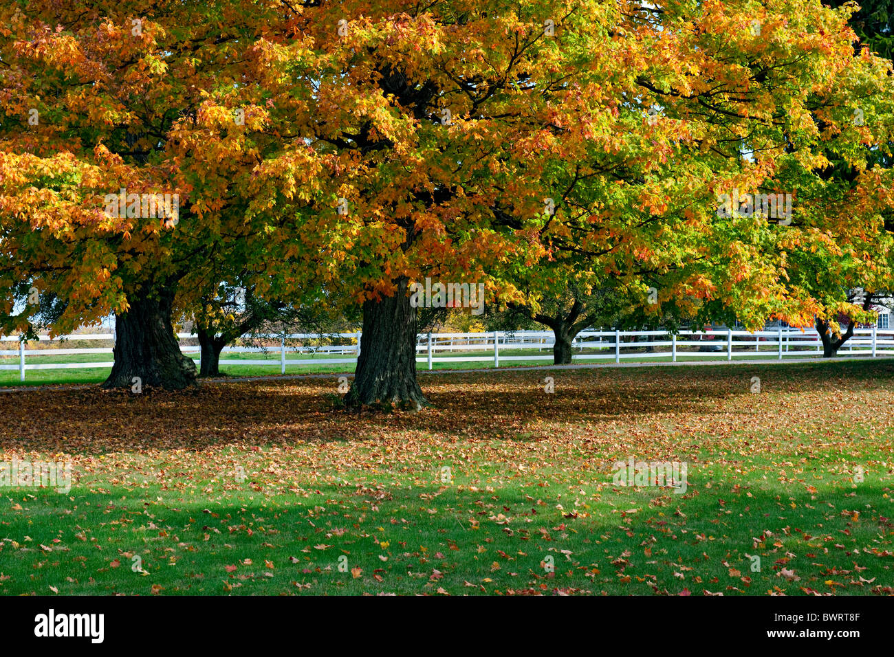 Sugar maple hi-res stock photography and images - Alamy