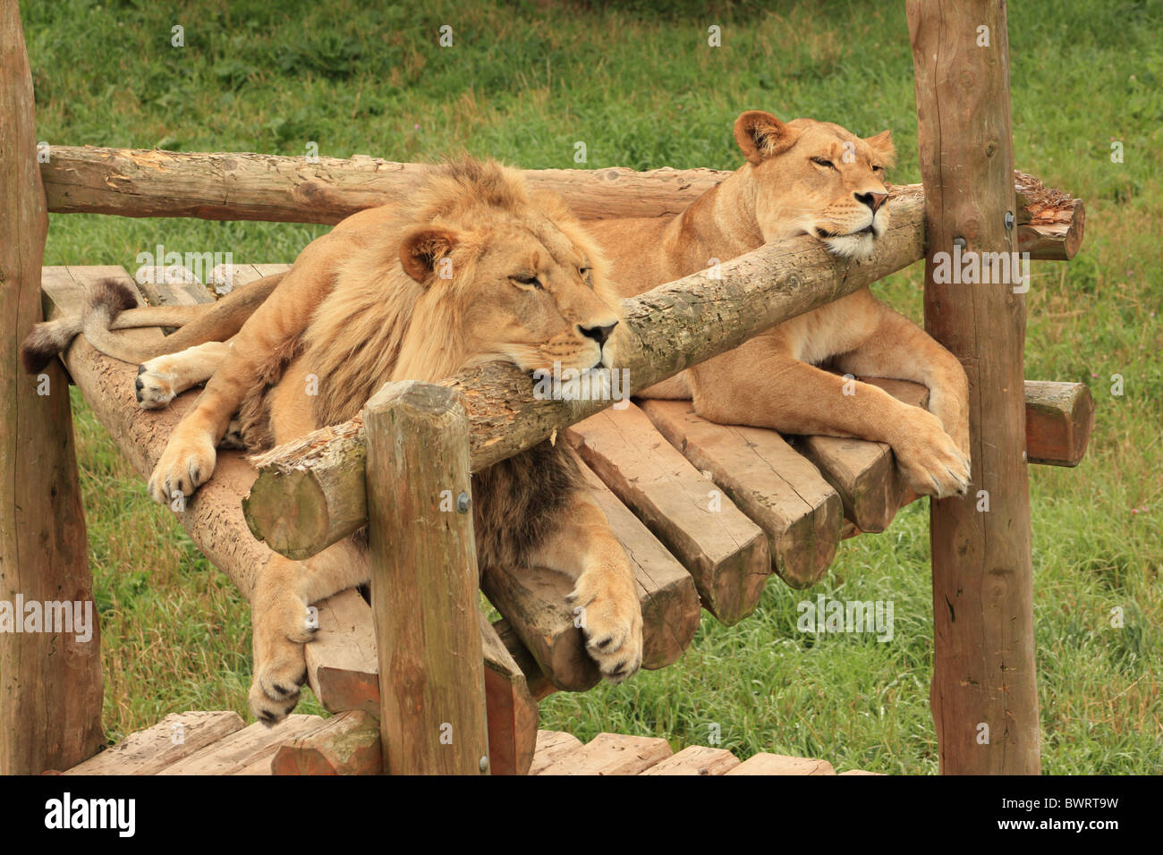 Lions at the zoo hi-res stock photography and images - Alamy