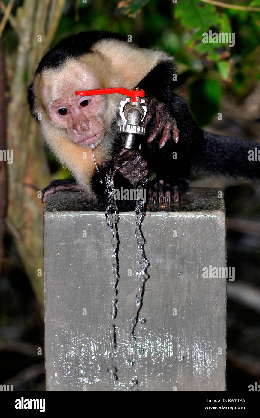 White-faced capuchin, Cebus capucinus Stock Photo - Alamy