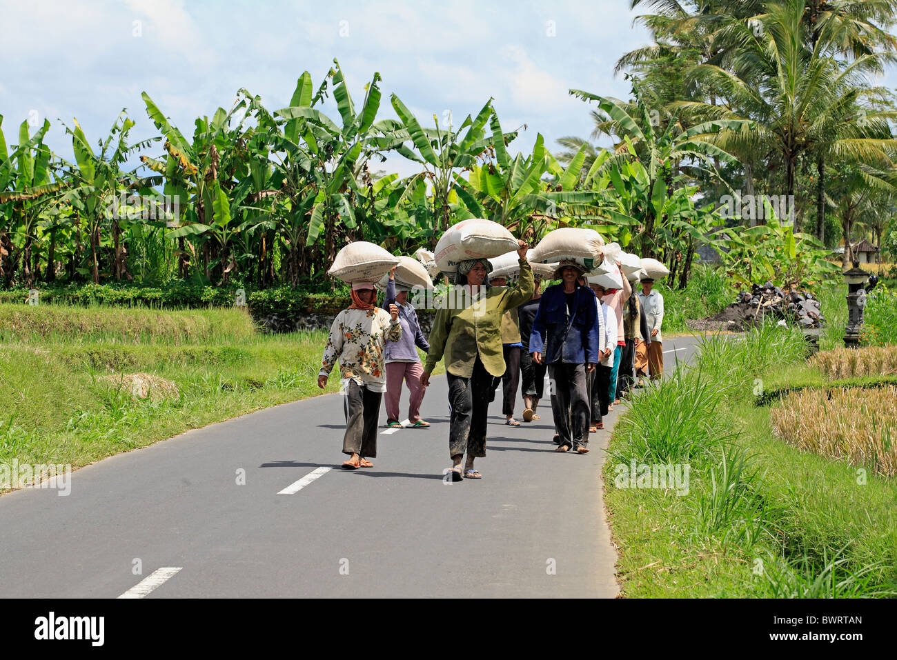 farmers walking home from the rice paddy carrying a bag of rice on ...