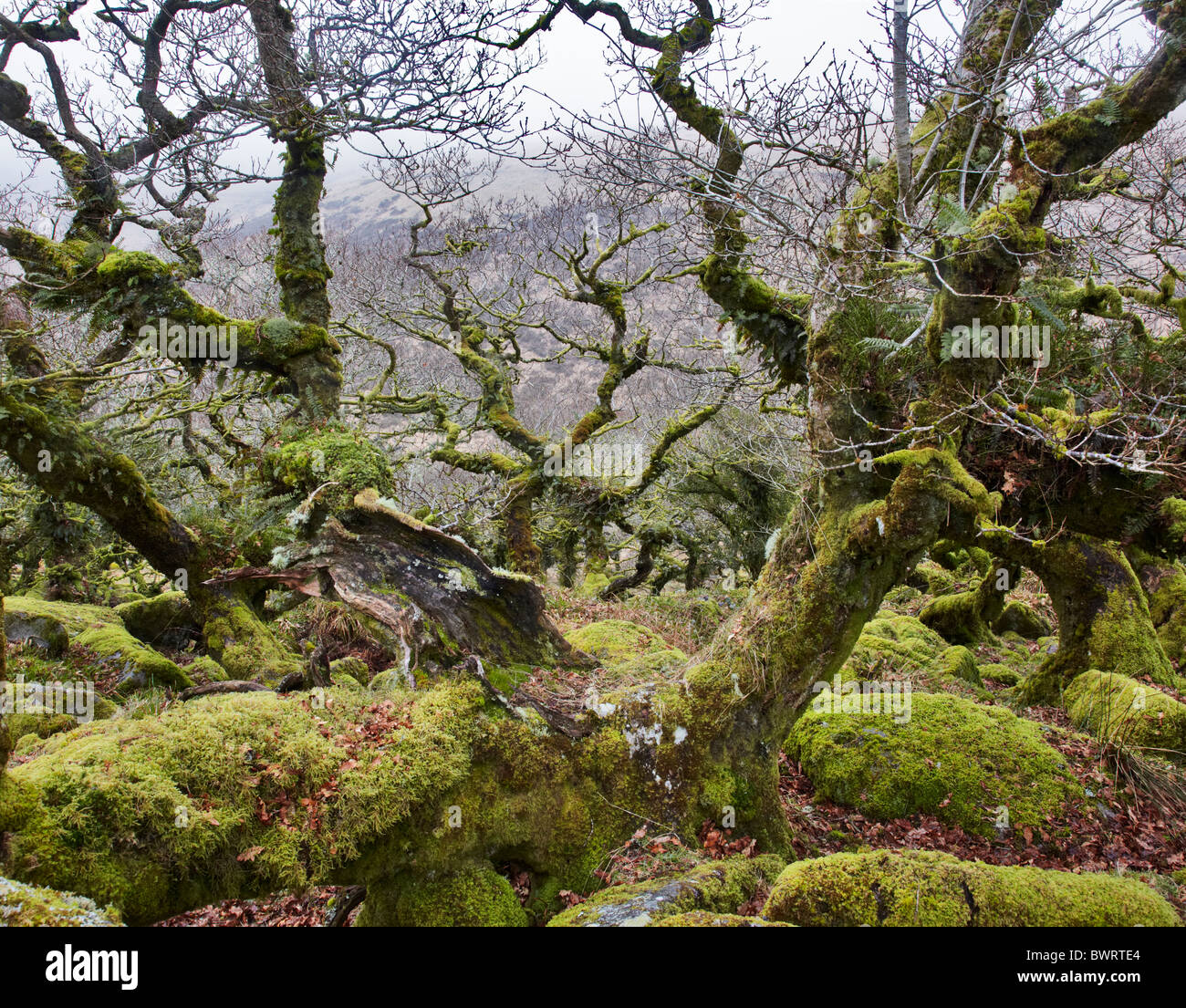 Jumble of trees hi-res stock photography and images - Alamy