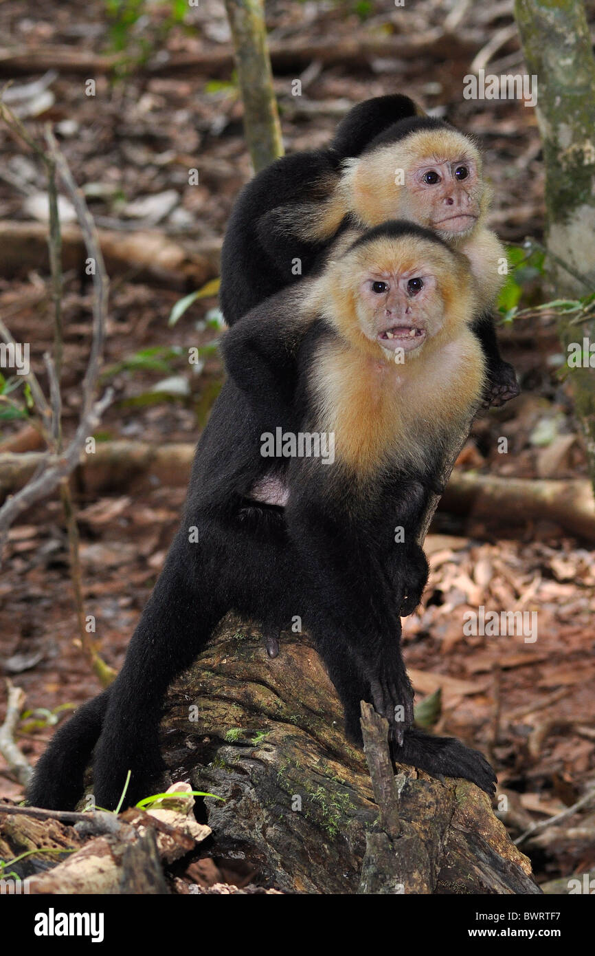 White-faced capuchin, Cebus capucinus Stock Photo - Alamy