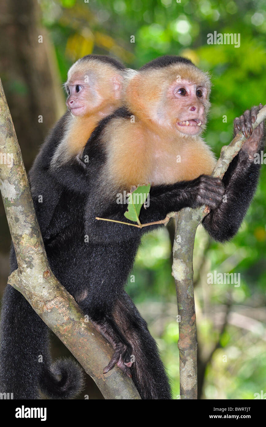 White-faced capuchin, Cebus capucinus Stock Photo - Alamy