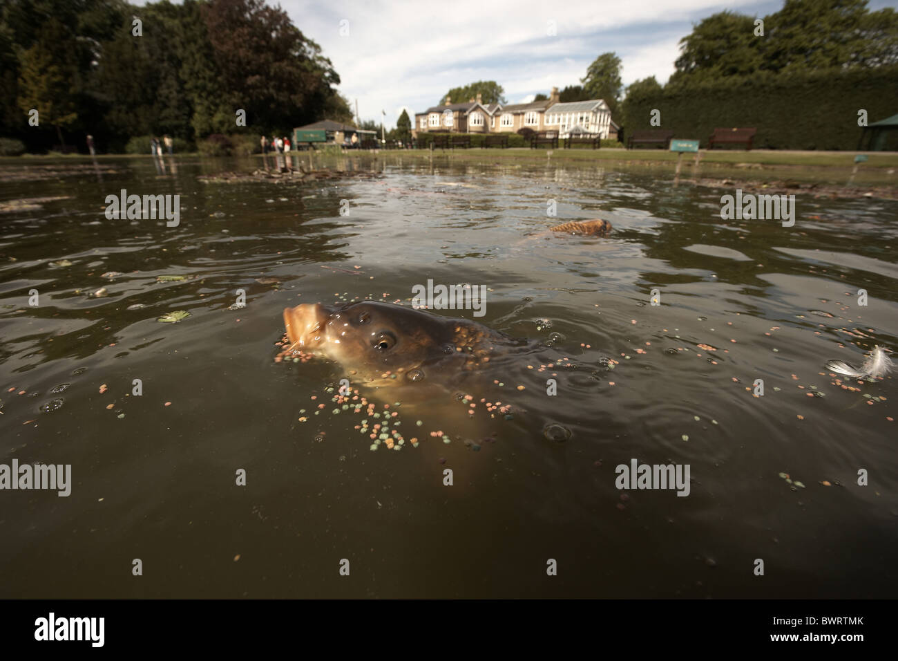 Carp feeding on the surface of a pond, Burnby Hall Gardens, Pocklington ...