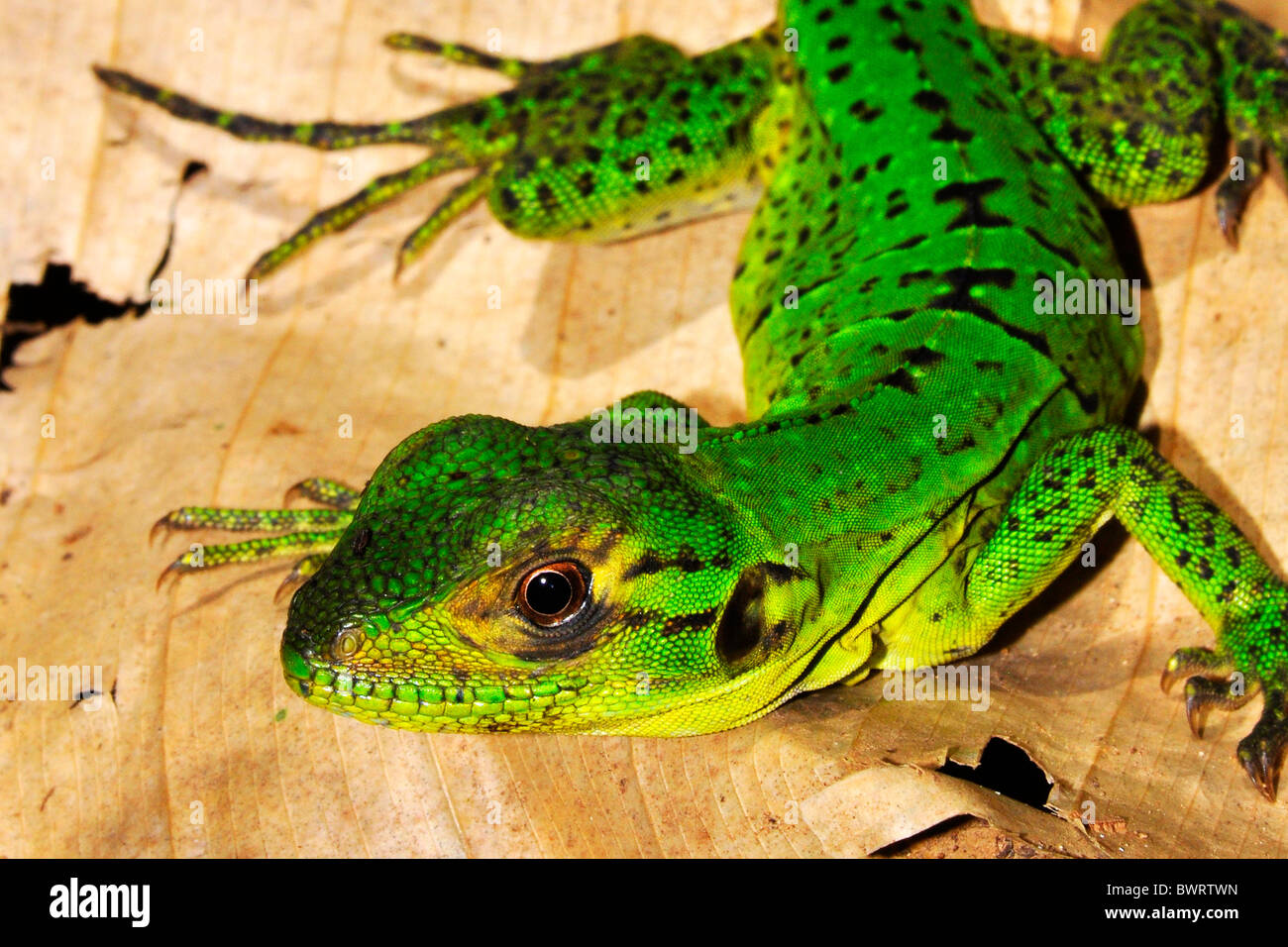 Iguana green hi-res stock photography and images - Alamy