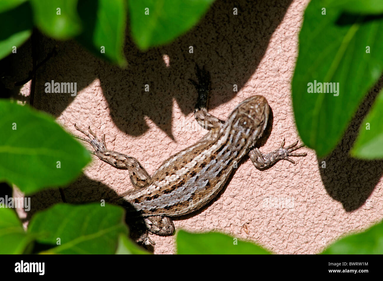 Animal hiding in the desert hi-res stock photography and images - Alamy