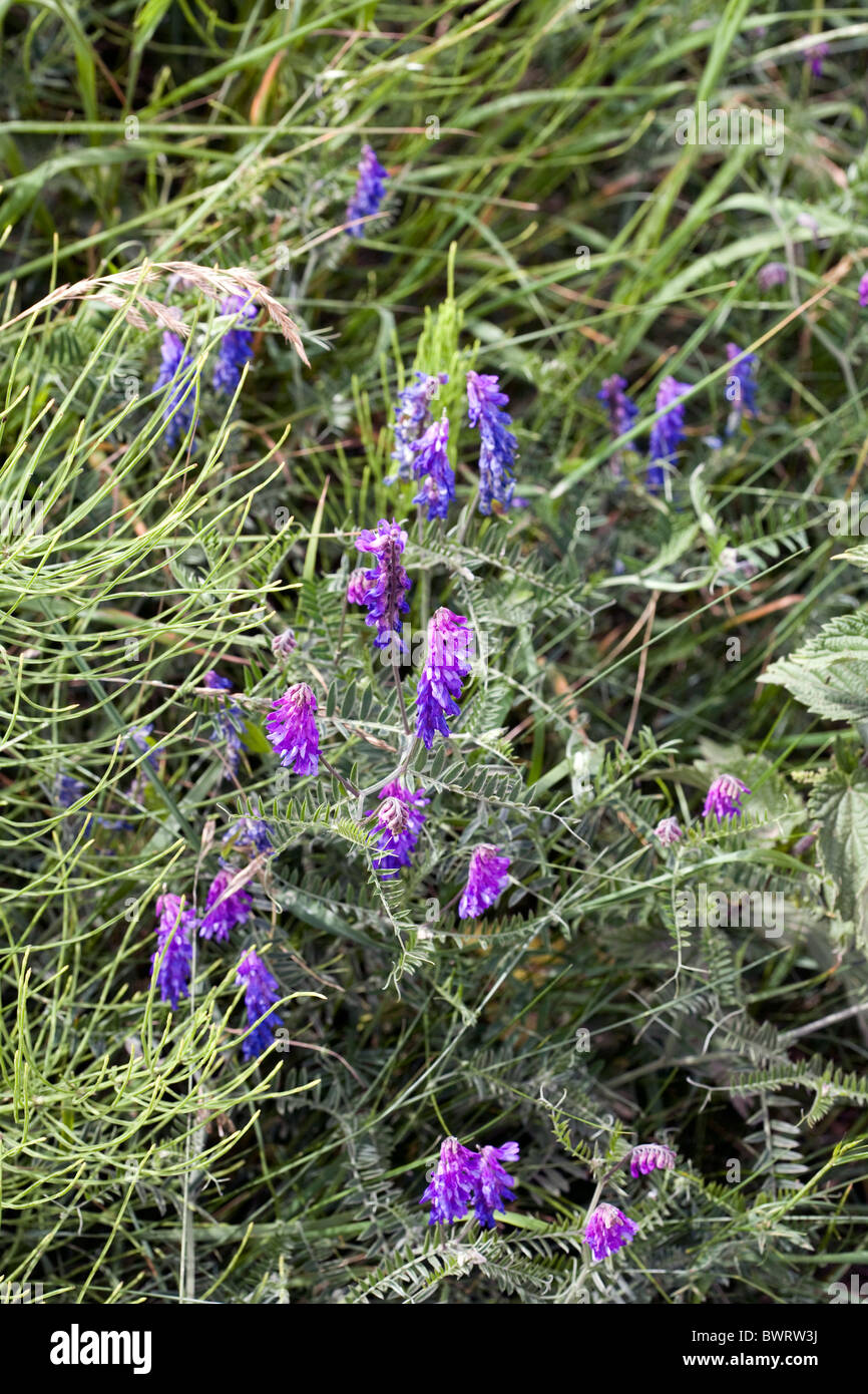 English vetch hi-res stock photography and images - Alamy