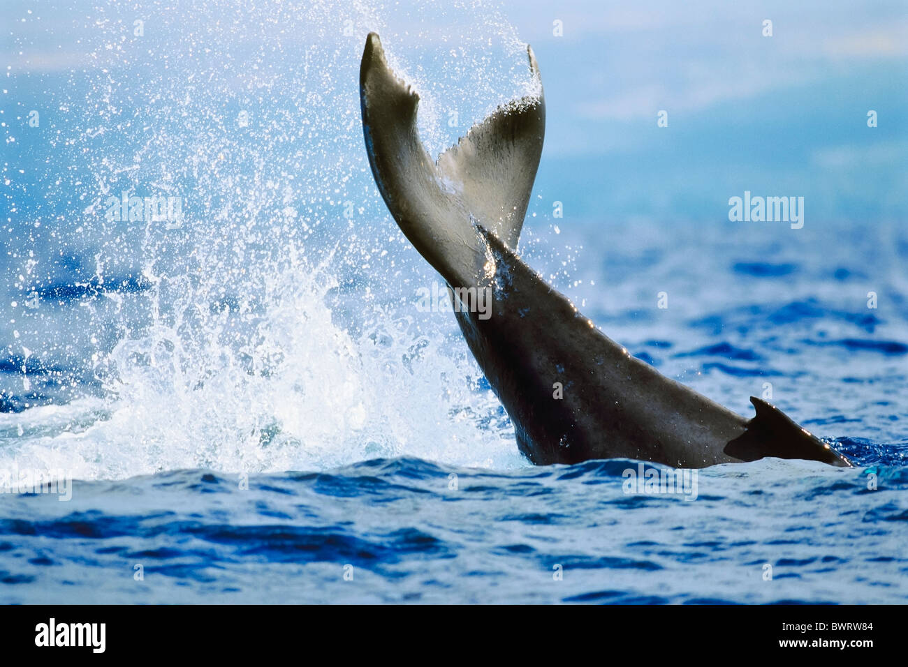 Baby Whale High Resolution Stock Photography and Images - Alamy