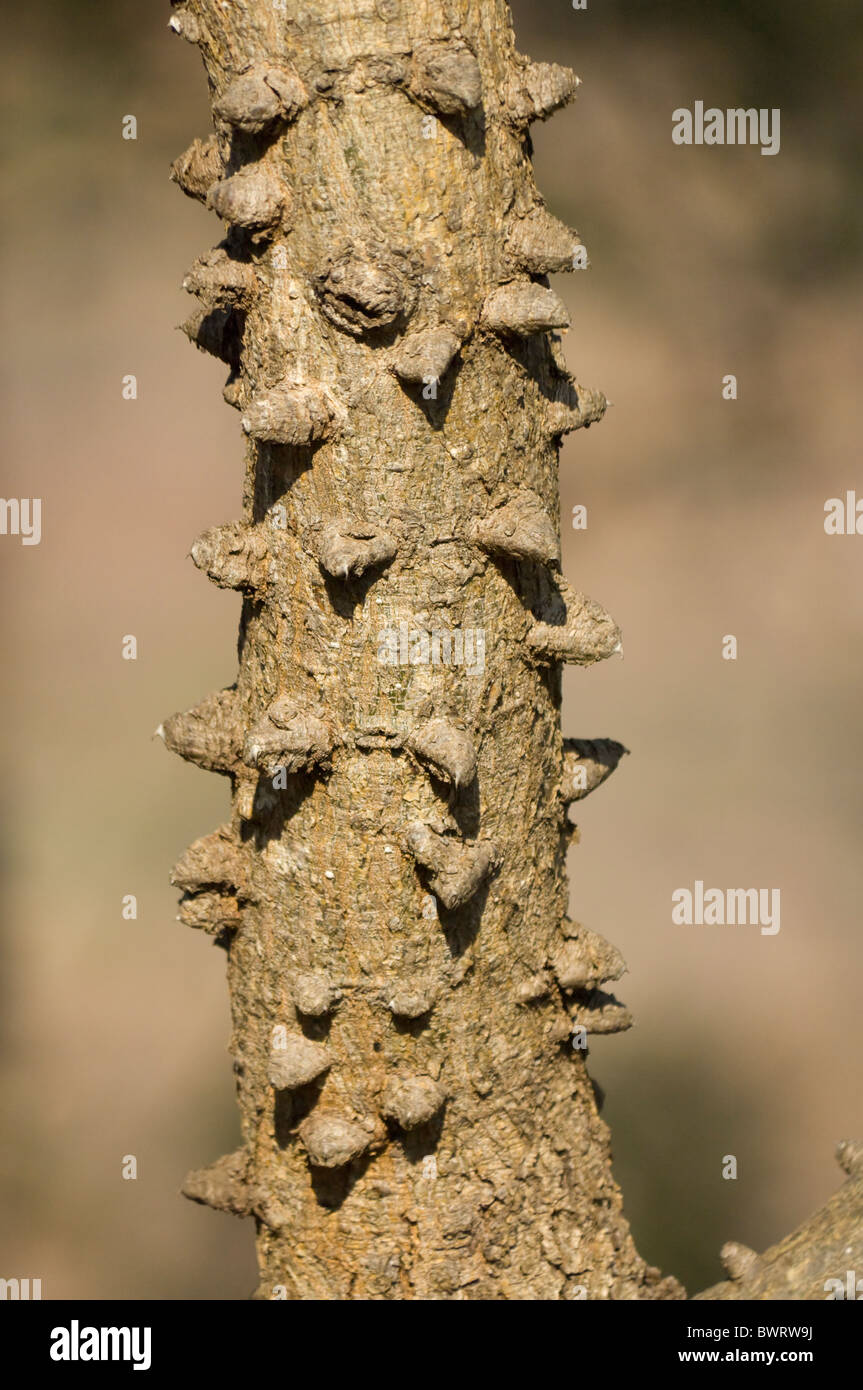 African fig tree hi-res stock photography and images - Alamy