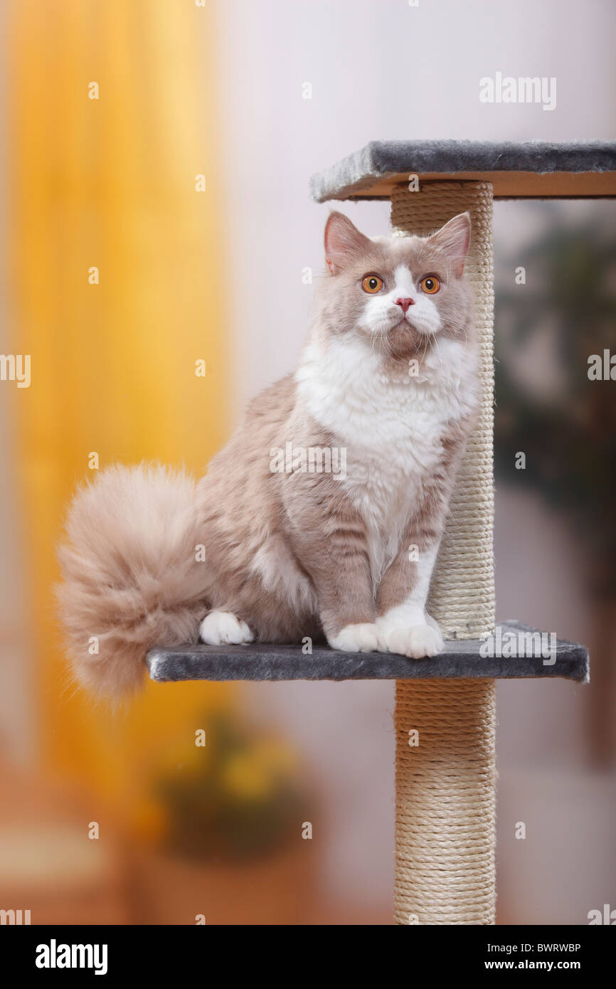 Fawn white cat tree hi-res stock photography and images - Alamy