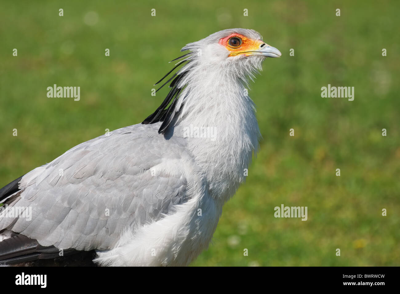 Secretarybird close up hi-res stock photography and images - Alamy