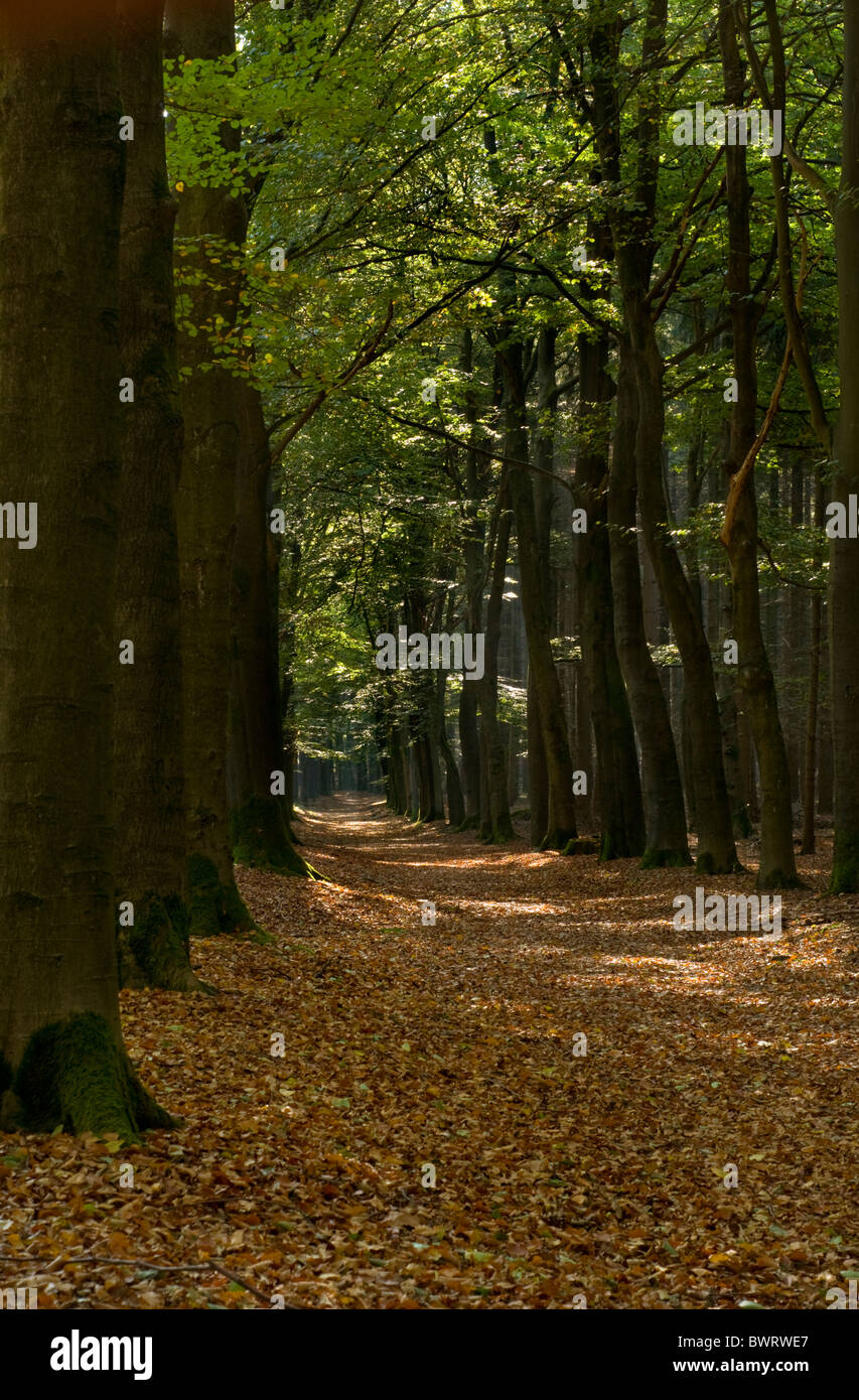 A Dutch forest in the autumn Stock Photo - Alamy