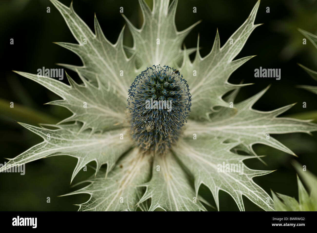 Eryngium oliverianum hi-res stock photography and images - Alamy