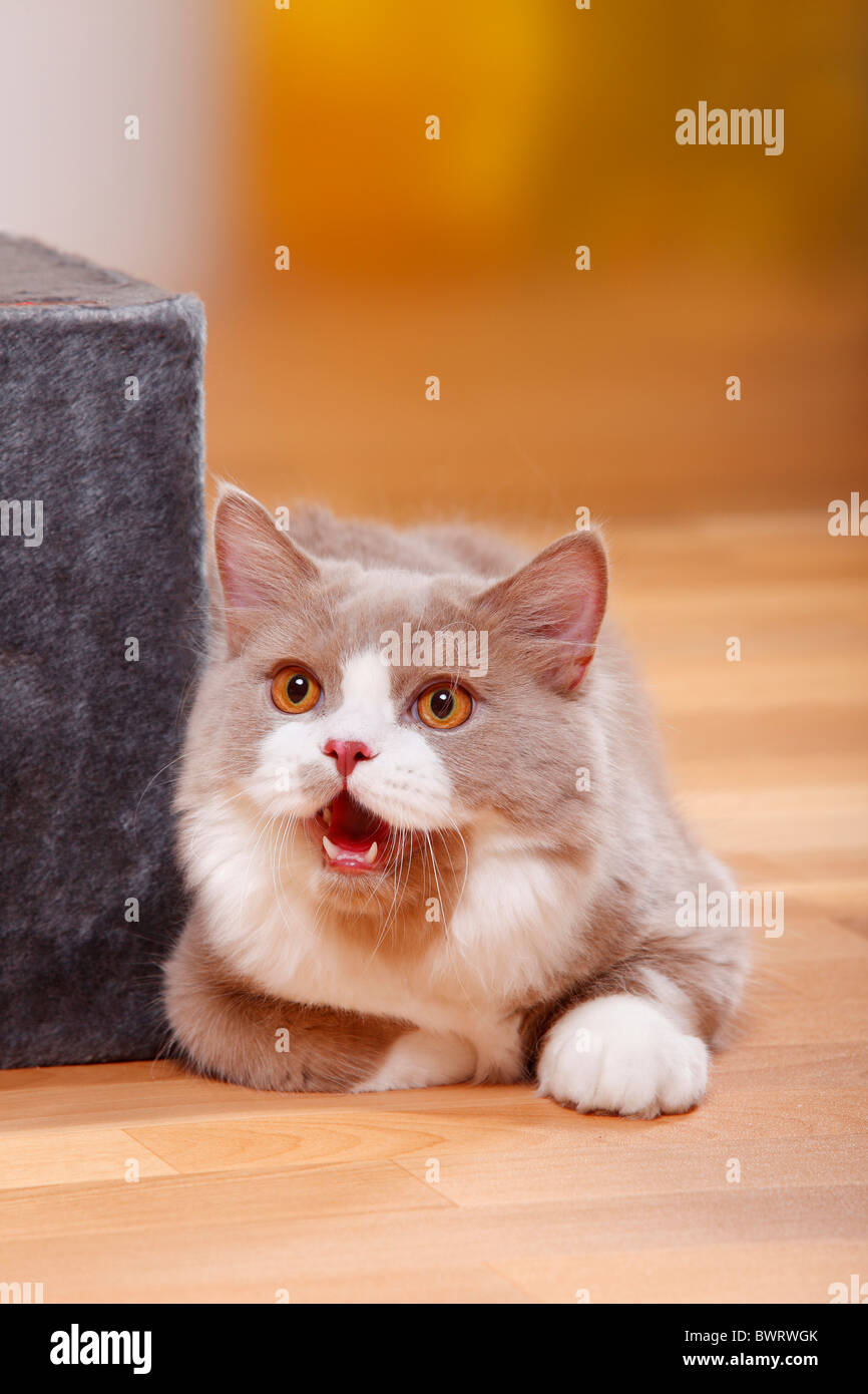 Fawn Cat High Resolution Stock Photography and Images - Alamy