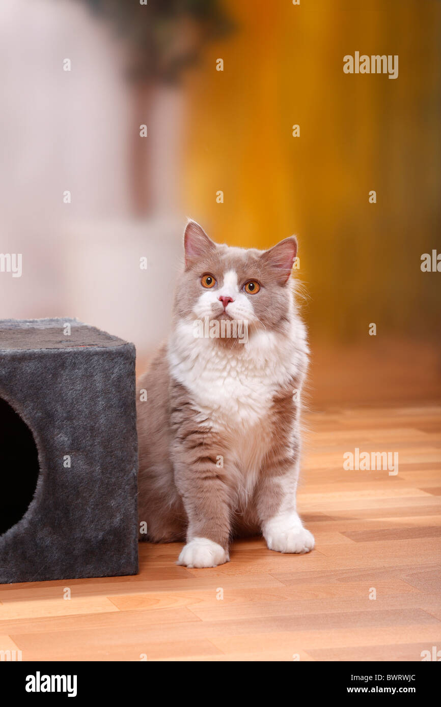 Fawn cat hi-res stock photography and images - Alamy