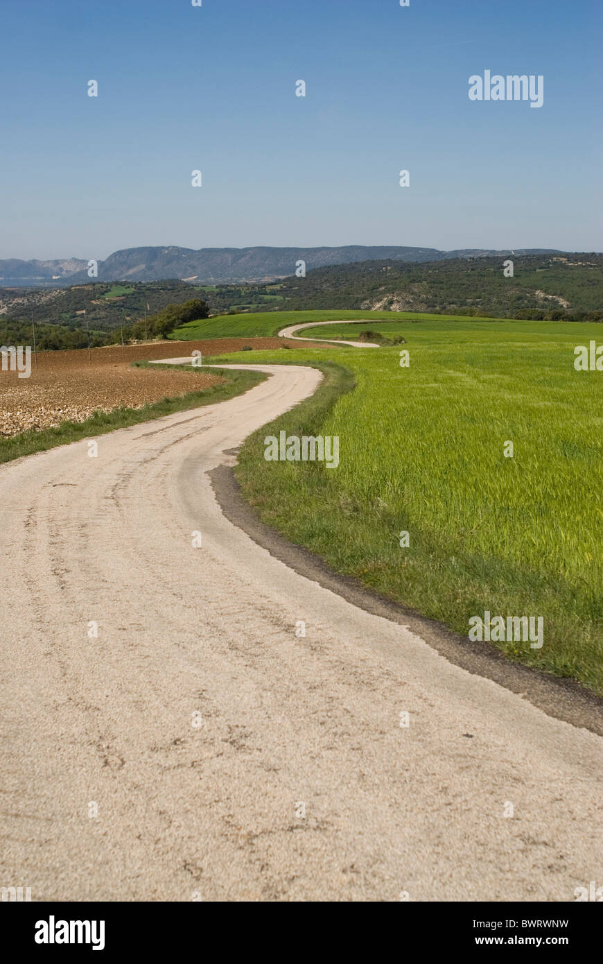 Wheat field. Alcarria area. Guadalajara province. Castile La Mancha ...
