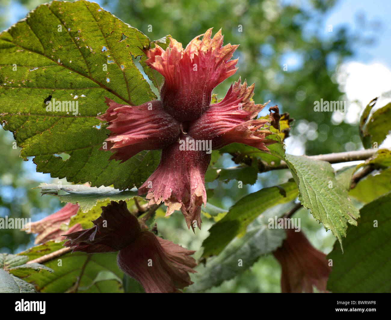 Red hazelnuts on a hazelnut bush Stock Photo - Alamy