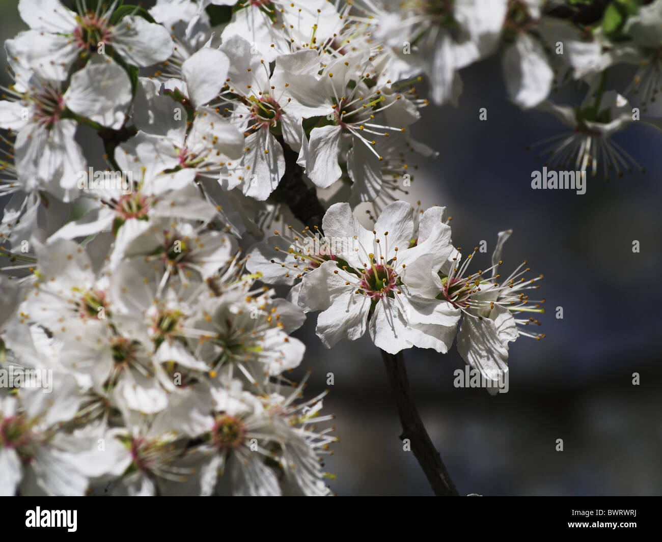Mirabelle tree in full bloom Stock Photo - Alamy