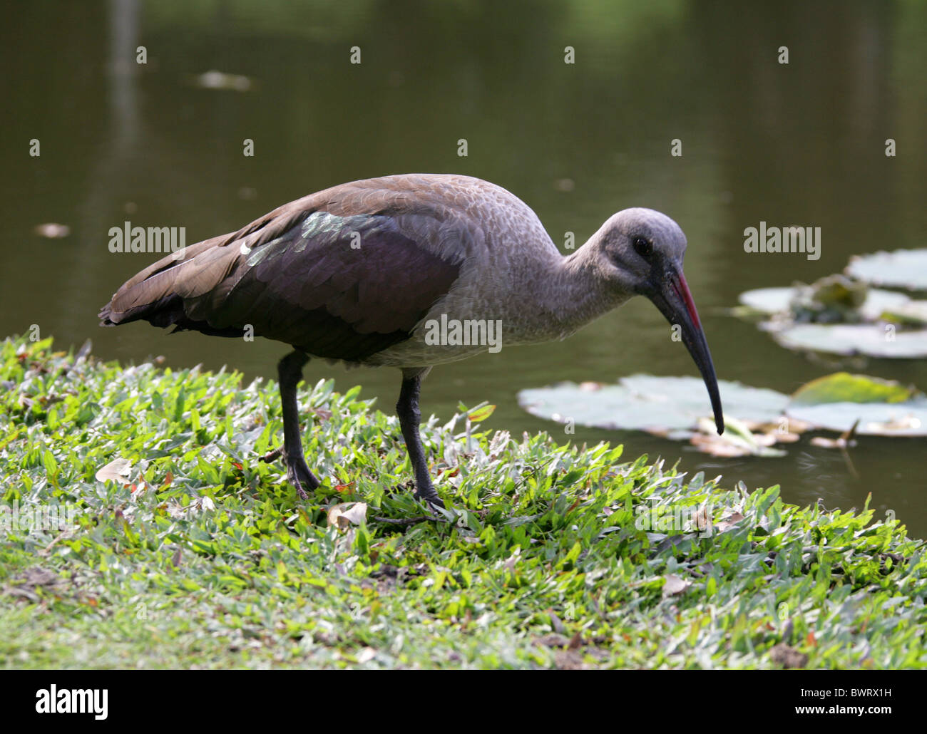 The Hadada or Hadeda Ibis, Bostrychia hagedash, Threskiornithidae ...
