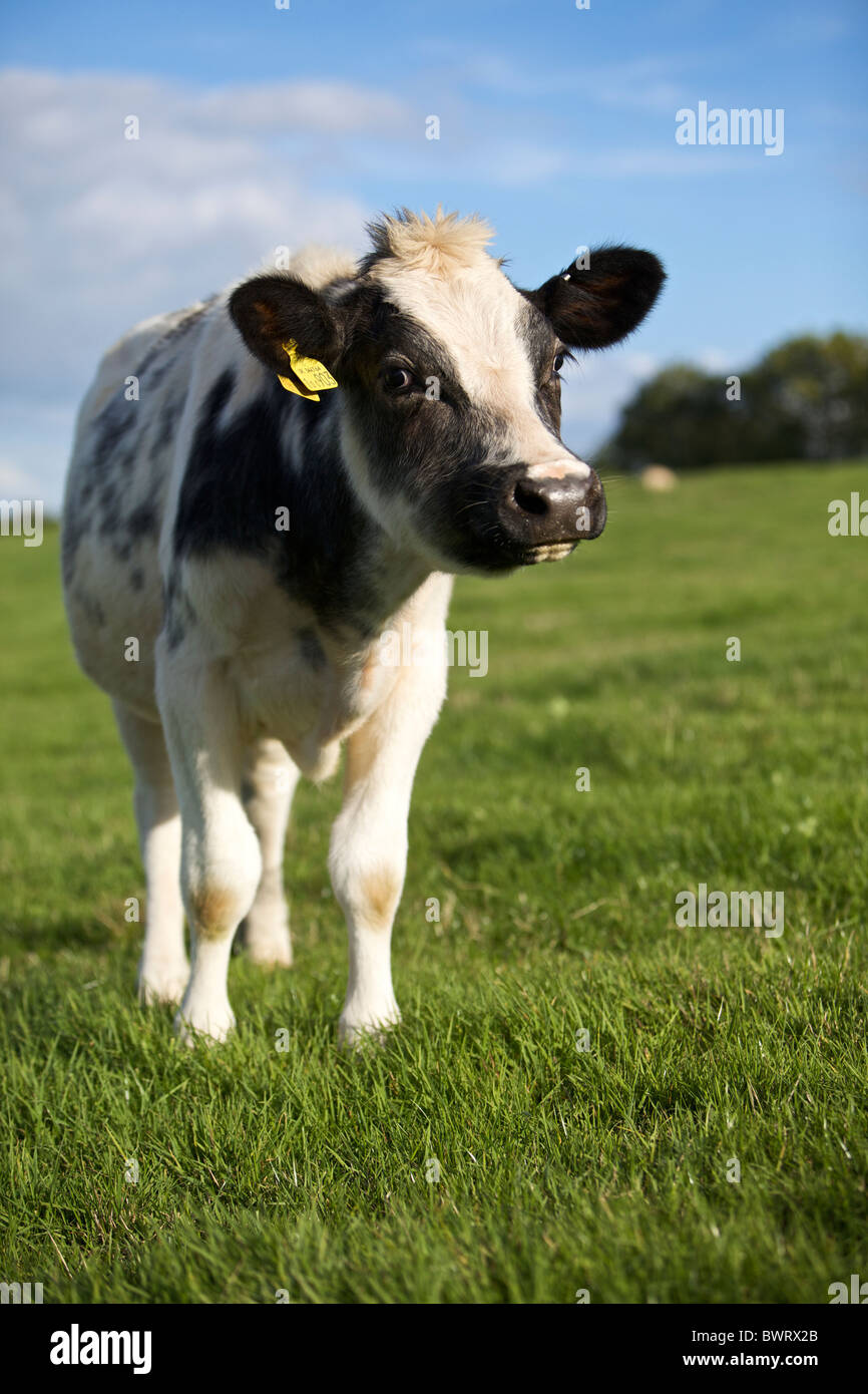 Goofy cow hi-res stock photography and images - Alamy