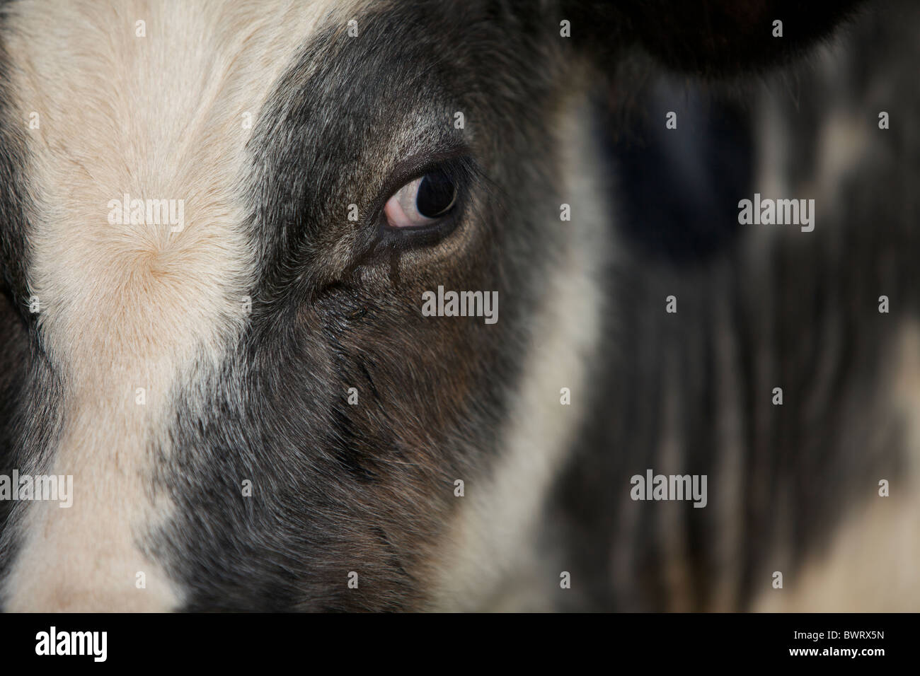 Grey white bull bullseye hi-res stock photography and images - Alamy