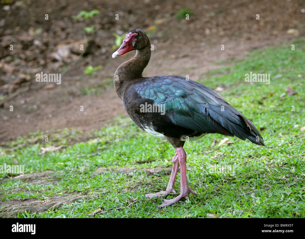 Spur-winged Goose, Plectropterus gambensis, Anatidae. Durban, South ...