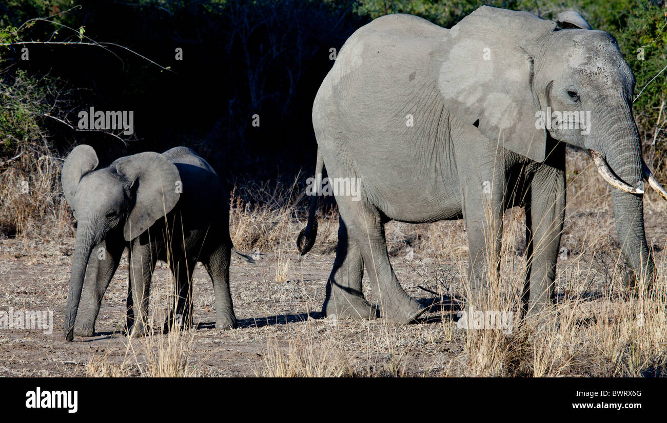 African elephant, Zambia Stock Photo - Alamy