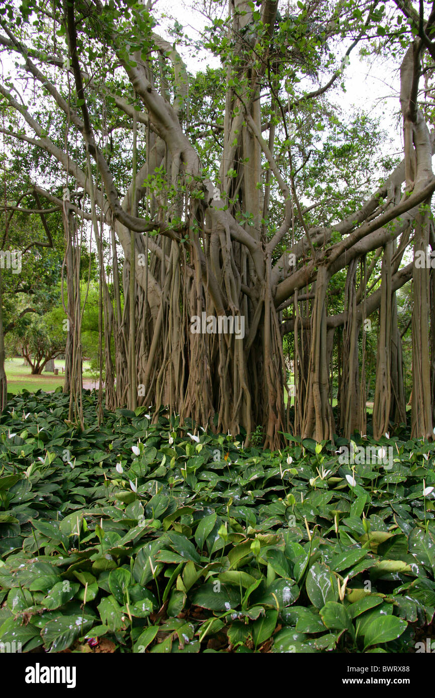 Bengal Fig, Indian Fig, East Indian Fig, Banyan or Indian Banyan, Ficus ...
