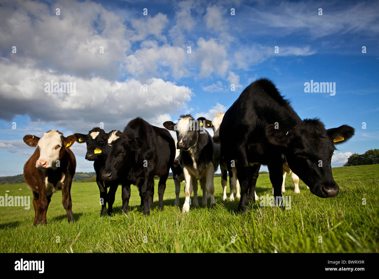 Herd of cows Stock Photo - Alamy