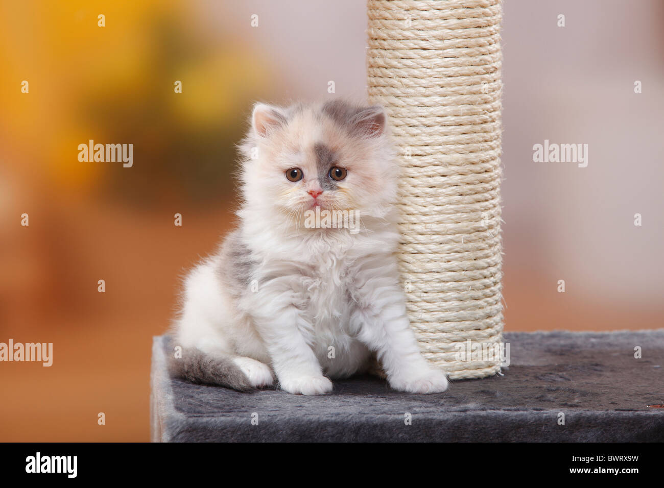British Longhair Cat, kitten, blue-cream-white / Highlander, Lowlander ...