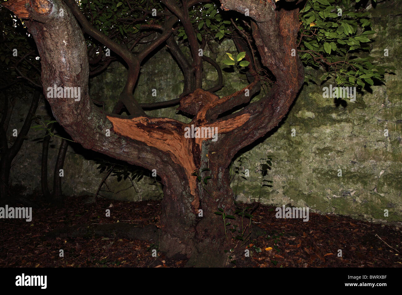Split tree trunk in wooded area by flashlight Stock Photo - Alamy