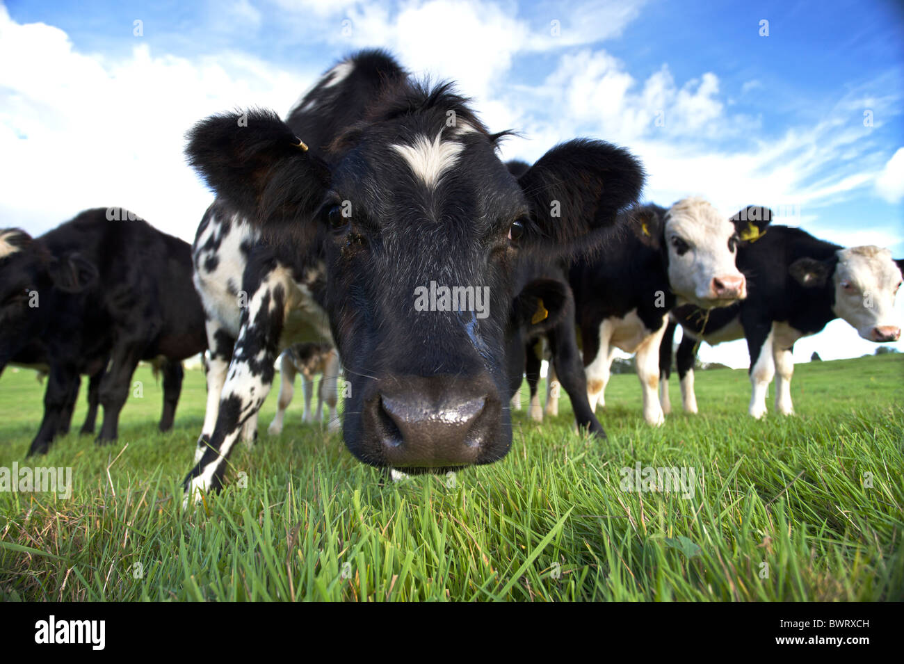 Herd of cows Stock Photo - Alamy