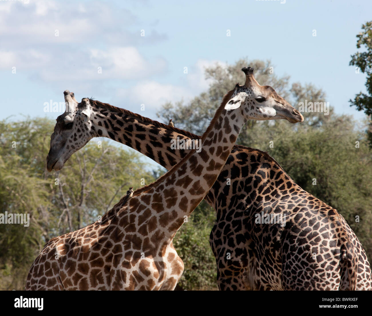 Giraffe pair, Zambia Stock Photo - Alamy