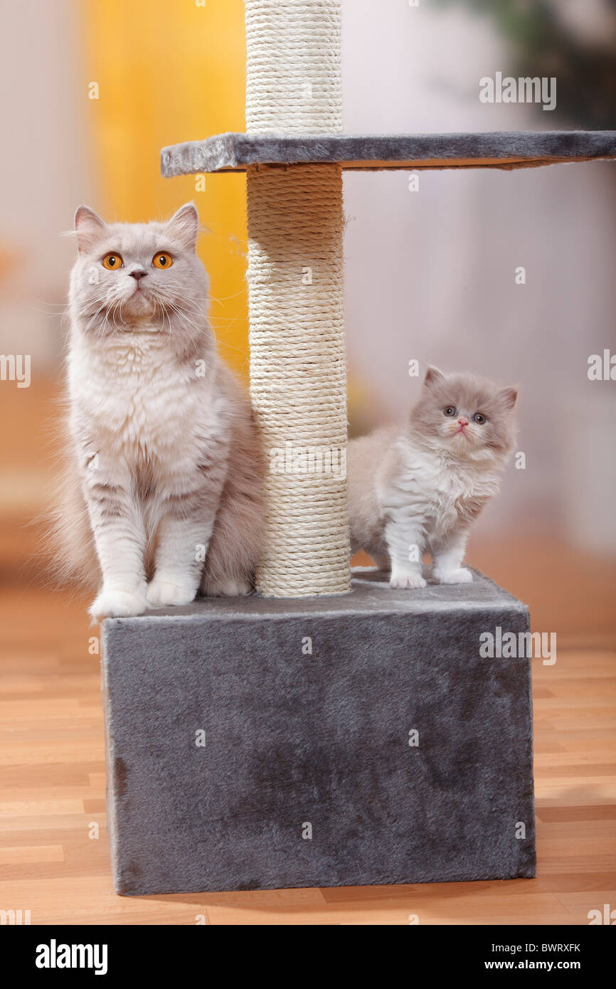 British Longhair Cat with kitten, lilac-white / Highlander, Lowlander ...