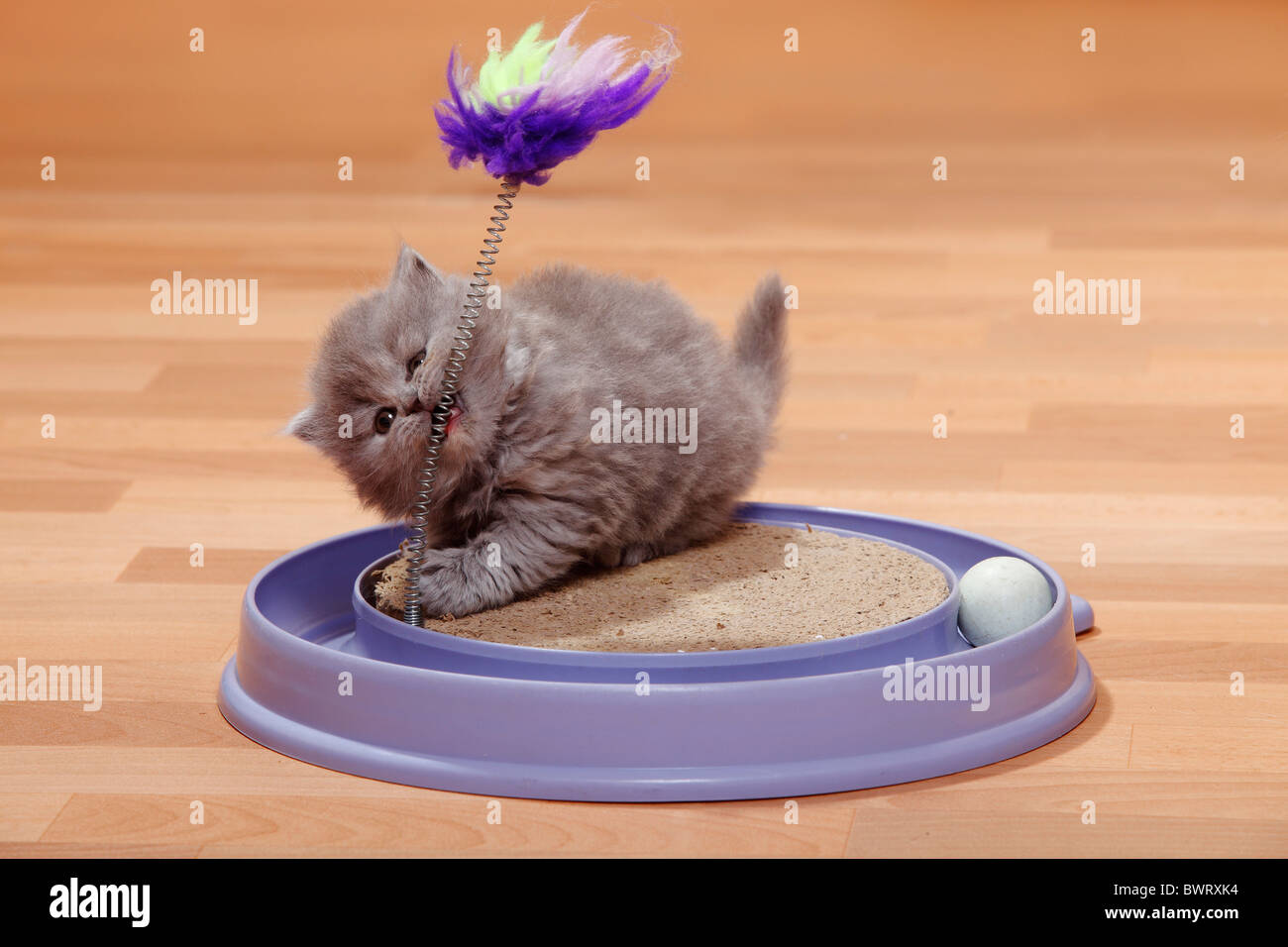 British Longhair Cat, kitten, blue-cream / Highlander, Lowlander ...