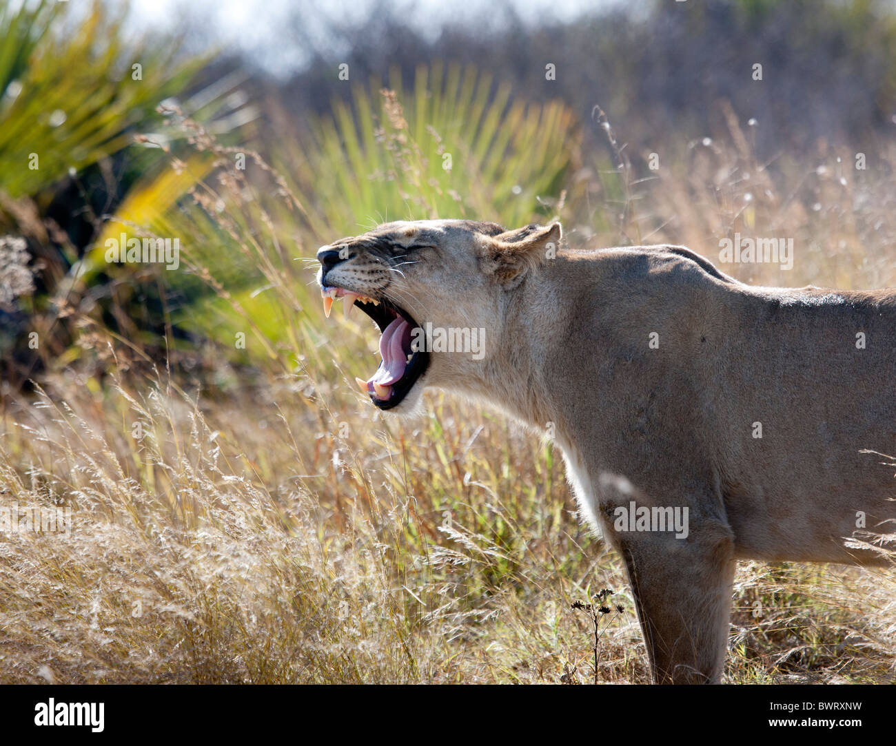 Roaring lioness hi-res stock photography and images - Alamy