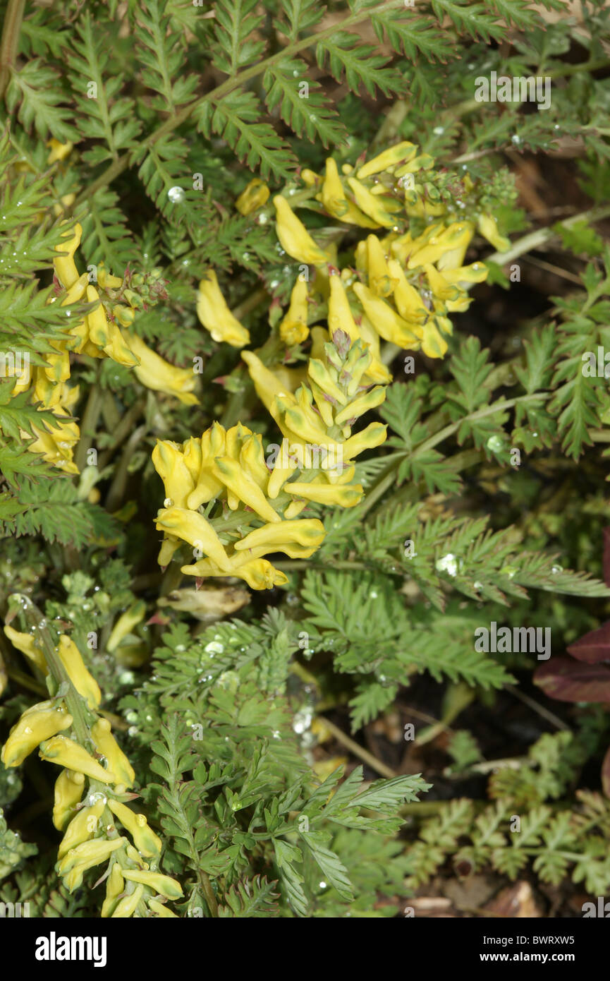Corydalis cheilanthifolia hi-res stock photography and images - Alamy