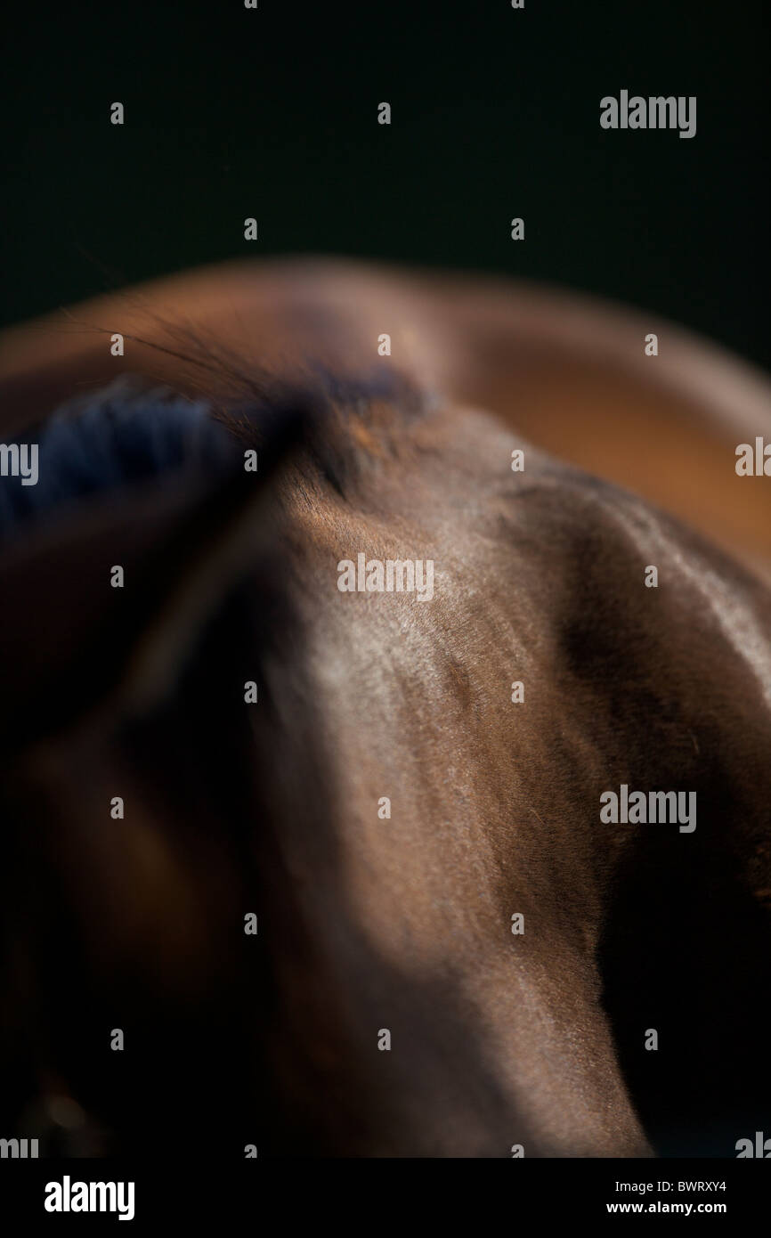 Mane detail hi-res stock photography and images - Alamy