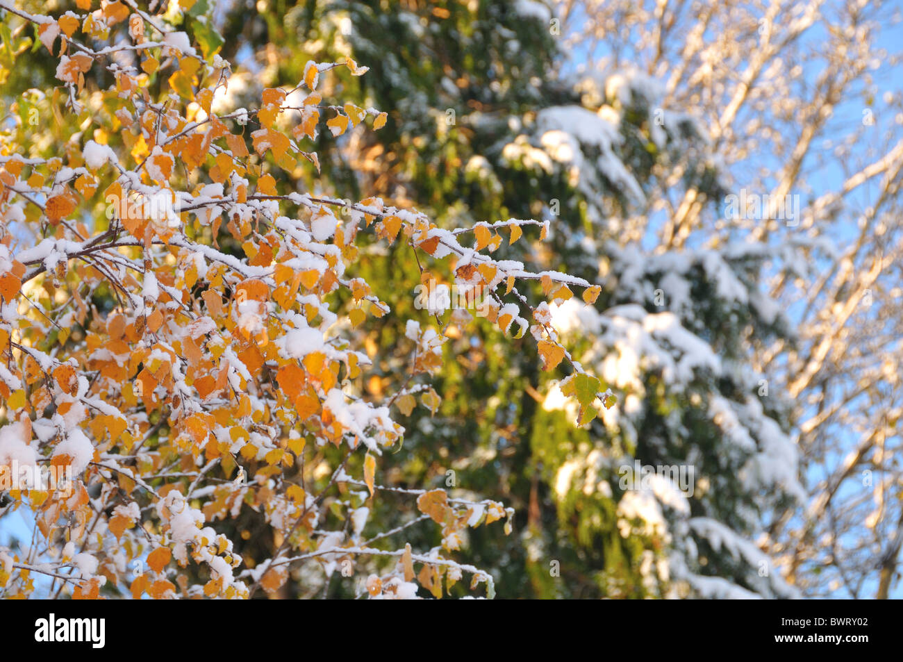Flake fall hi-res stock photography and images - Alamy