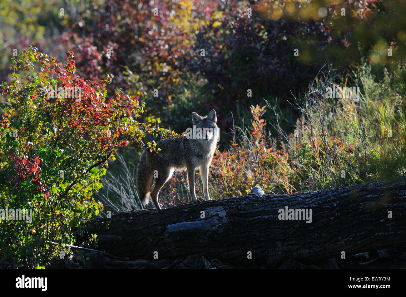 Coyote wildlife hi-res stock photography and images - Alamy