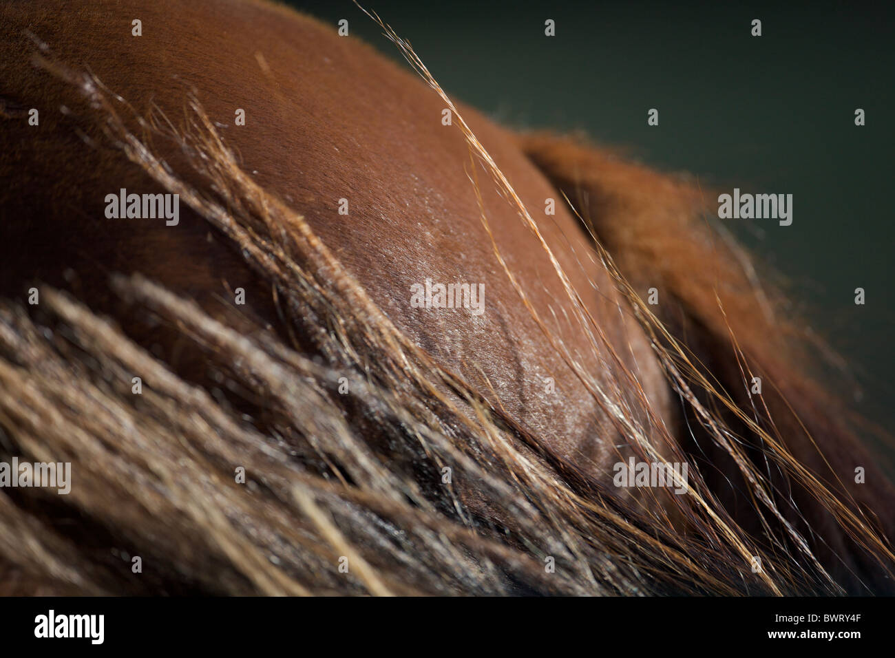 Horse neck hi-res stock photography and images - Alamy