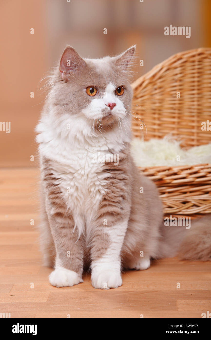 Fawn Cat High Resolution Stock Photography and Images - Alamy