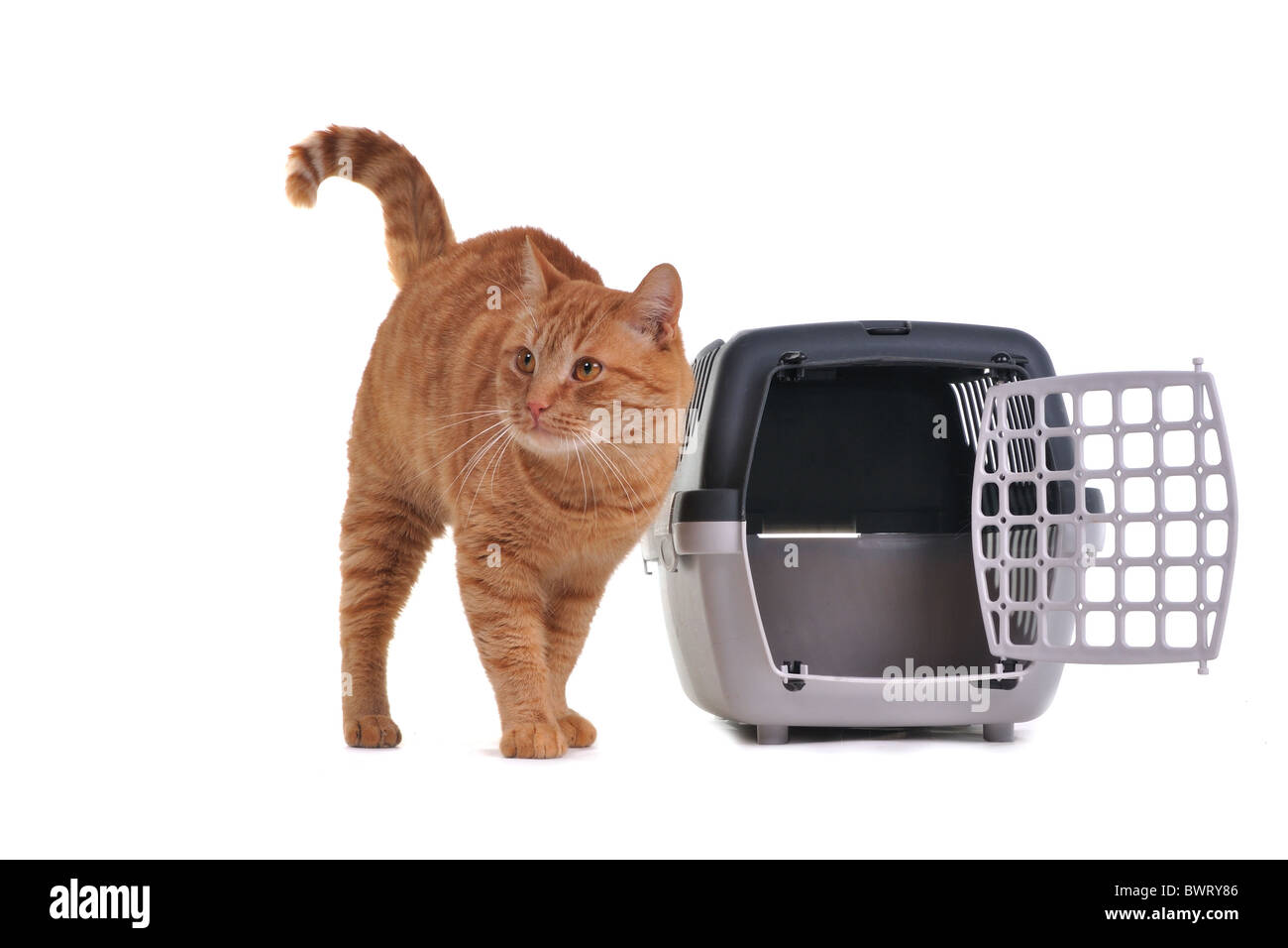 Cat carrying kitten hi-res stock photography and images - Alamy