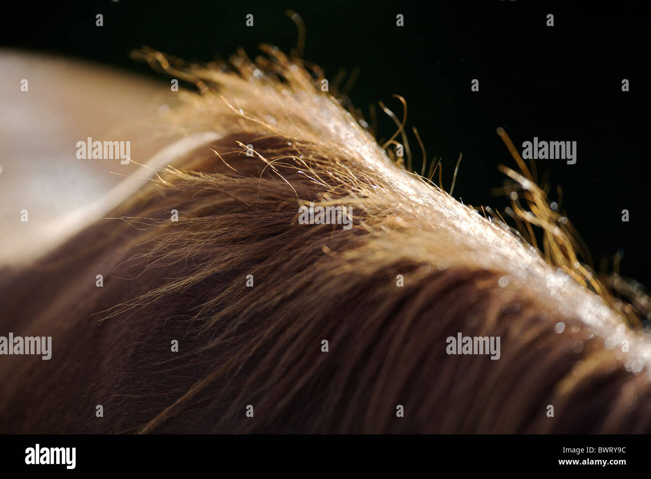 Horse neck hi-res stock photography and images - Alamy